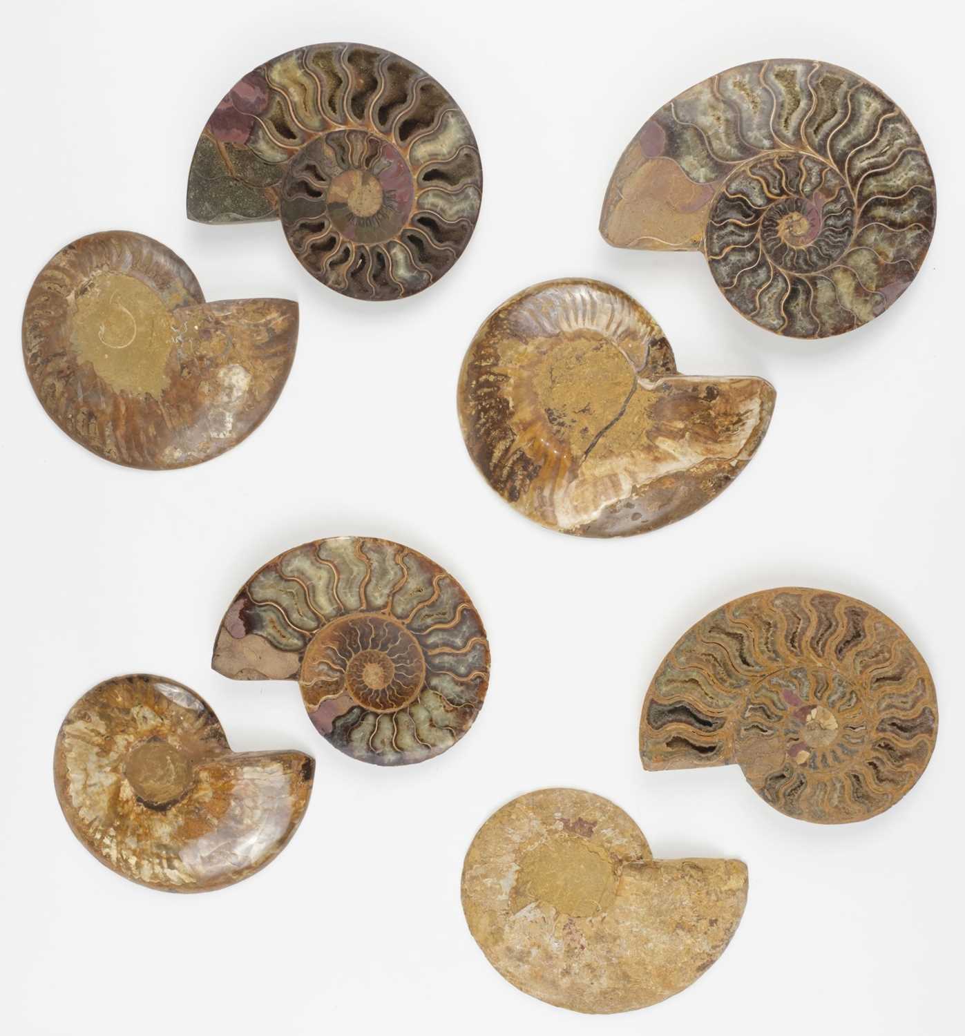 Lot 631 - Ammonites. Four pairs of large Cleoniceras