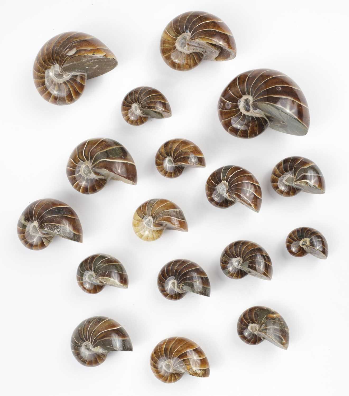 Lot 639 - Nautilus. A collection of 17 Nautilus