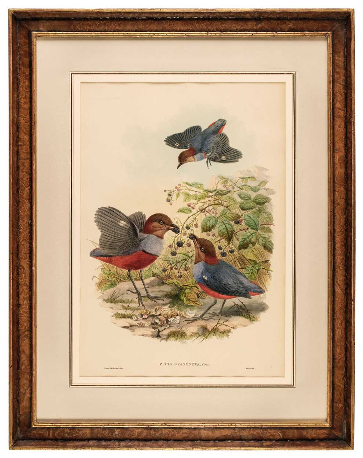 Lot 265 - Gould (John, 1804-1881). Six lithographs of