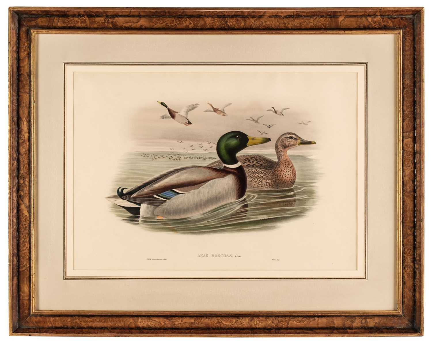 Lot 263 - Gould (John, 1804-1881). Four Lithographs of