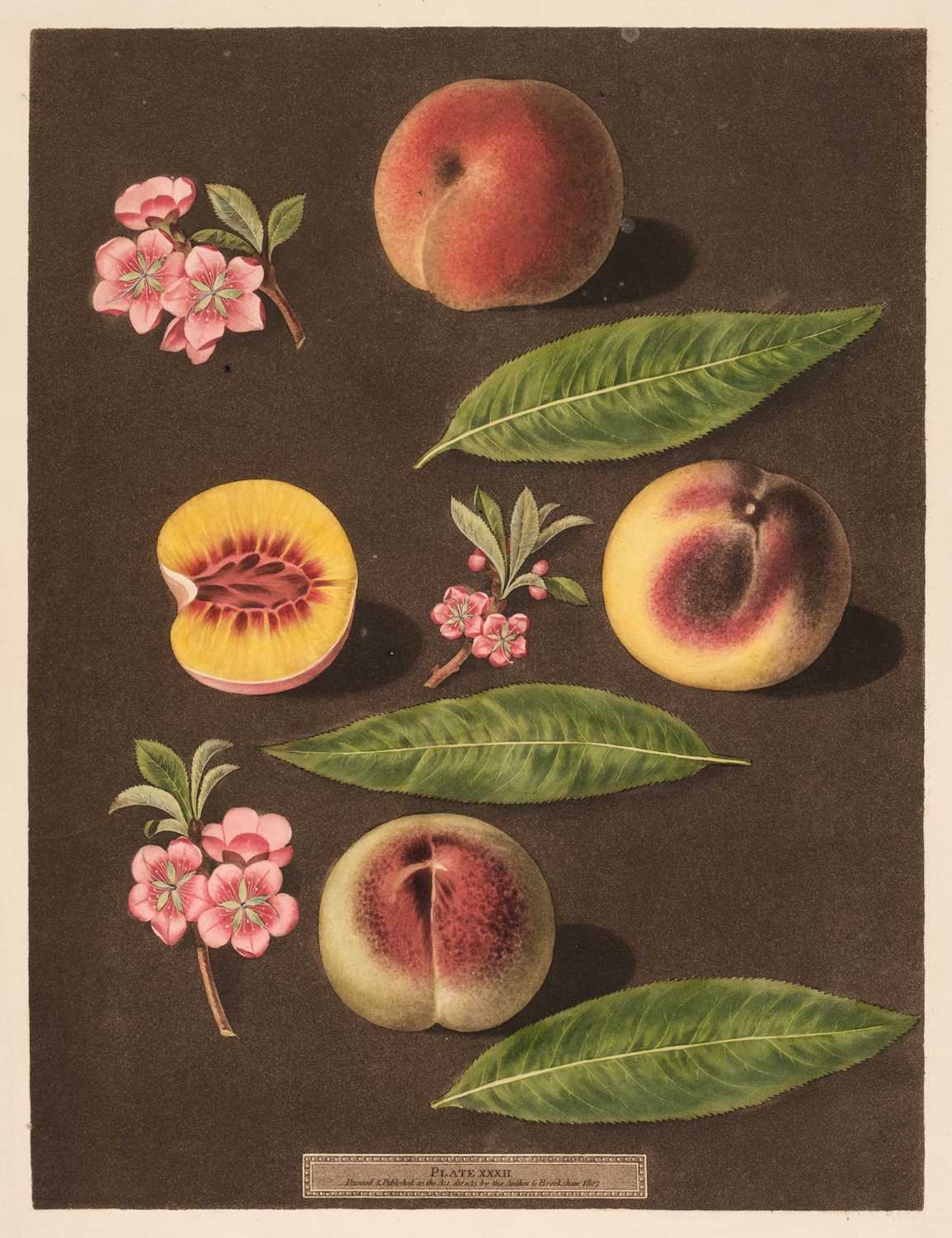 Lot 247 - Brookshaw (G. 1751-1823). Five plates of