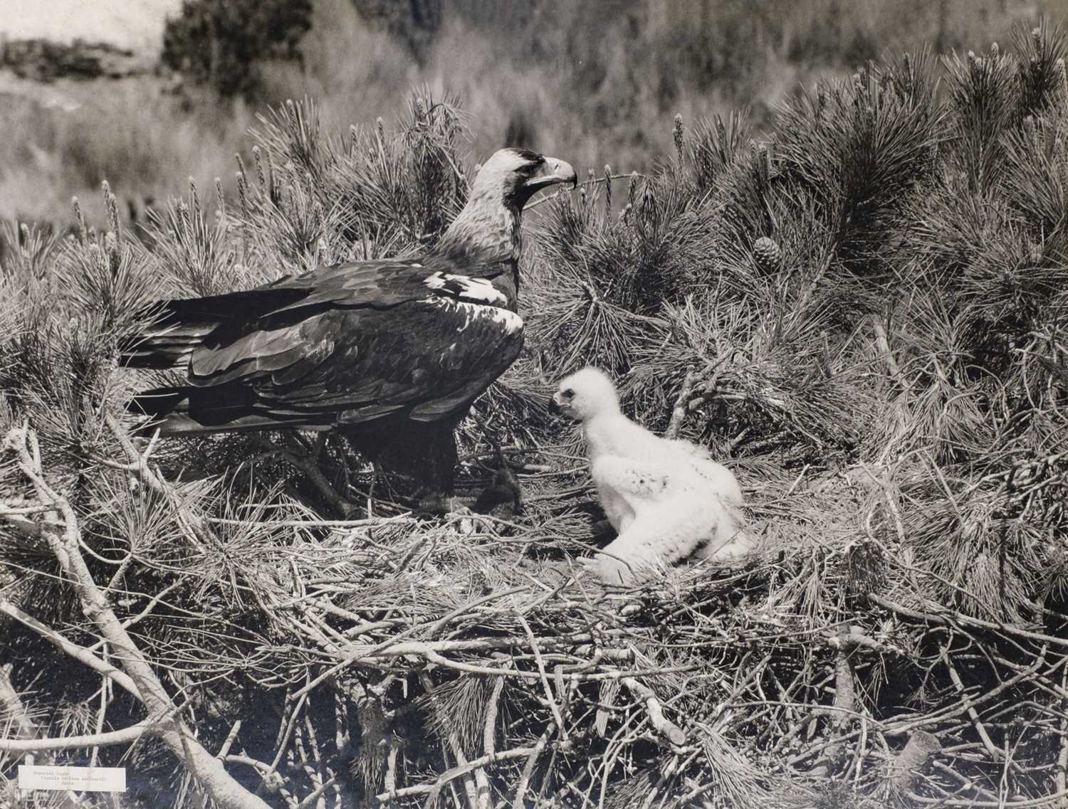 Lot 74 - Hosking (Eric, 1909-1991). A group of 12