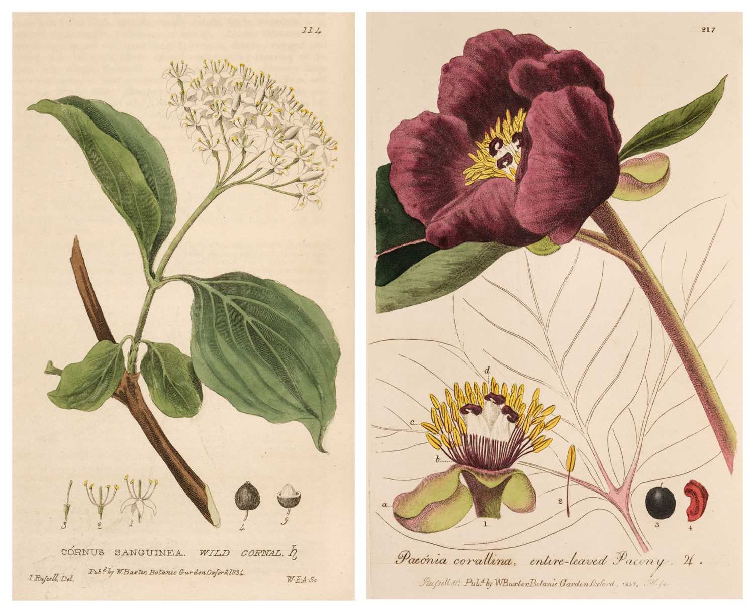 Lot 56 - Baxter (William). British Phaenogamous Botany,