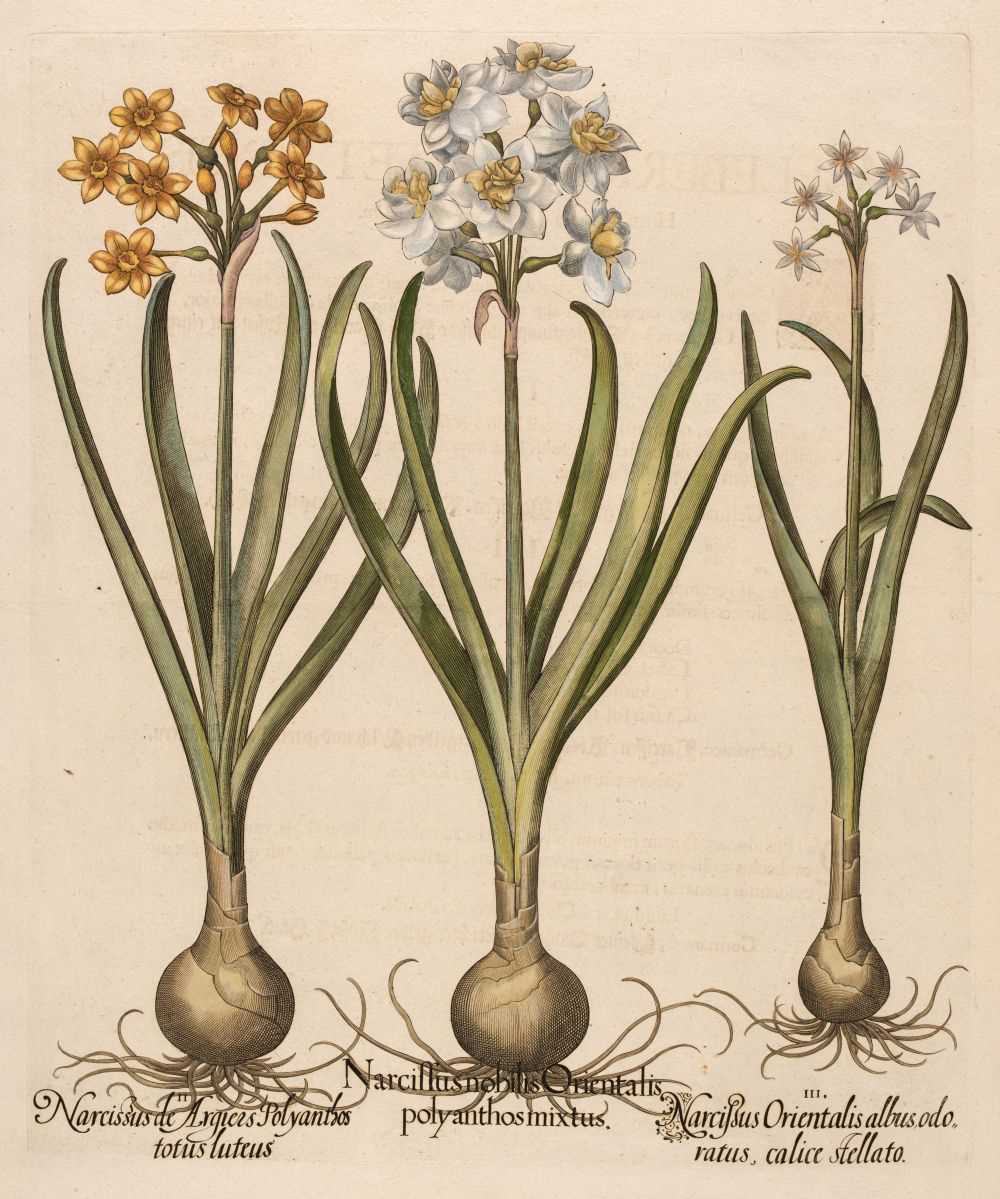 Lot 172 - Besler (Basilius). Narcissus noblis