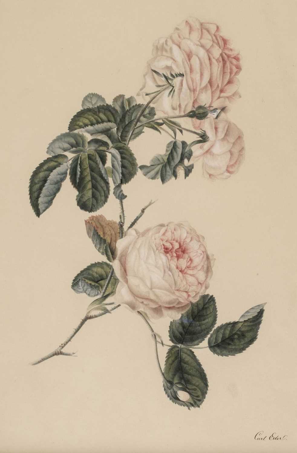 Lot 192 - Eder (Carl). Three Watercolours of Flowers,