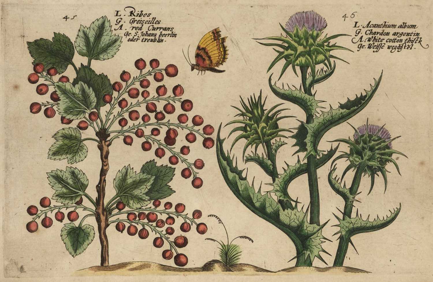 Lot 221 - Passe (Crispijn de, 1564-1637). Hortus