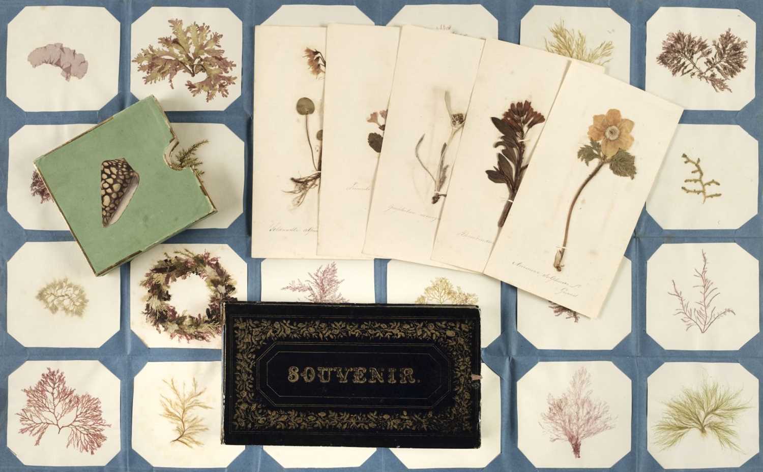 Lot 62 - Seaweed. A mid-19th-century collection of