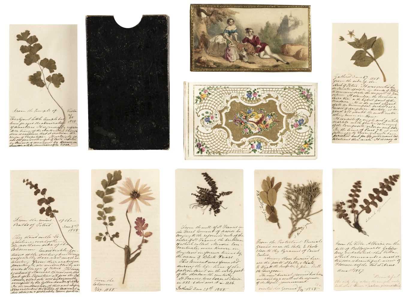Lot 51 - Dried Plant Specimens. A collection of 32