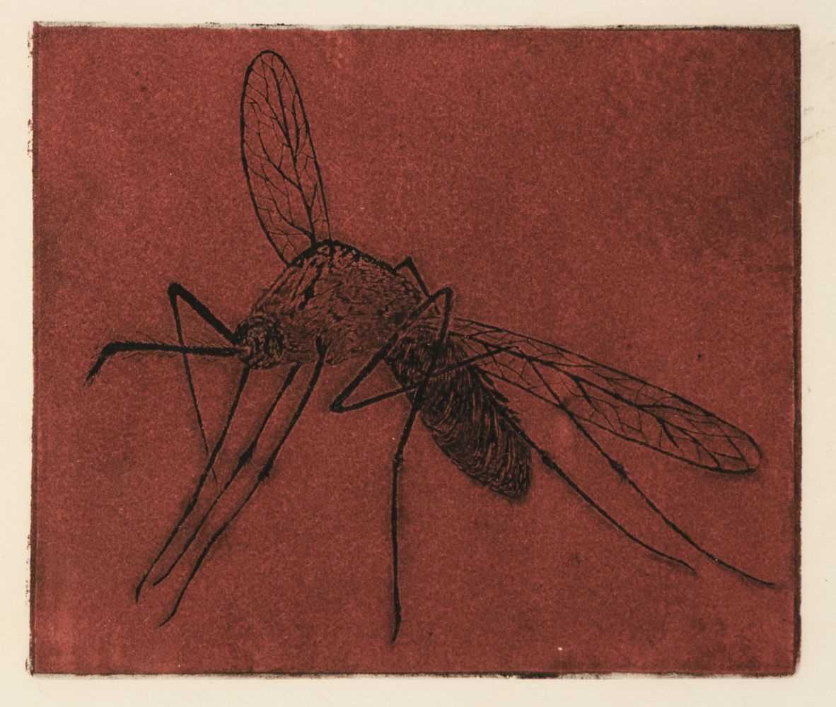 Lot 365 - Apiary Press. Insects, by Helen Marie