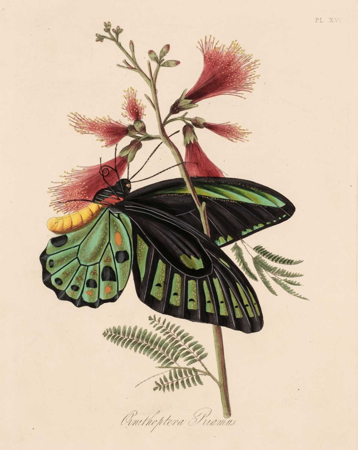 Lot 82 - Donovan (Edward). Natural History of the
