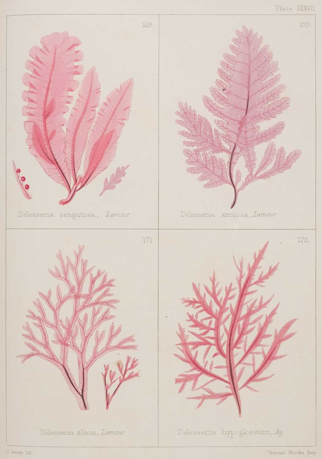 Lot 90 - Gatty (Mrs Alfred). British Sea-Weeds, 1st