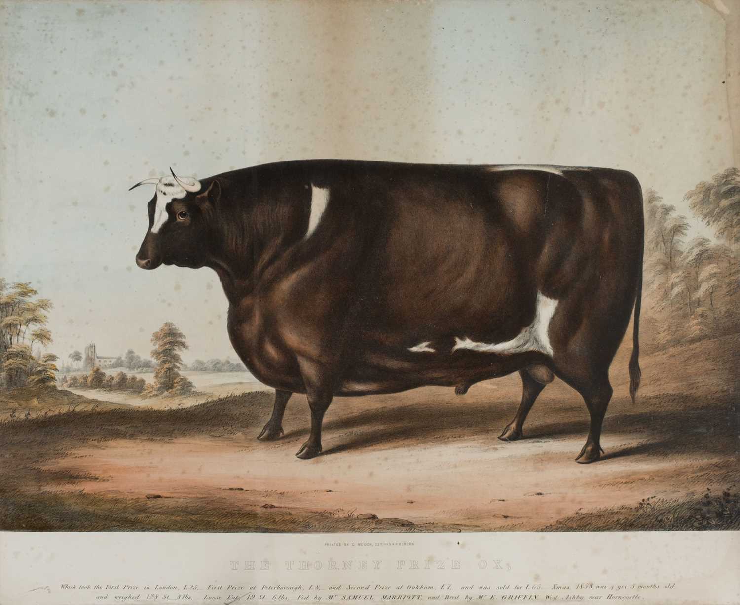 Lot 165 - Moody (C. printer). The Thorney Prize Ox,