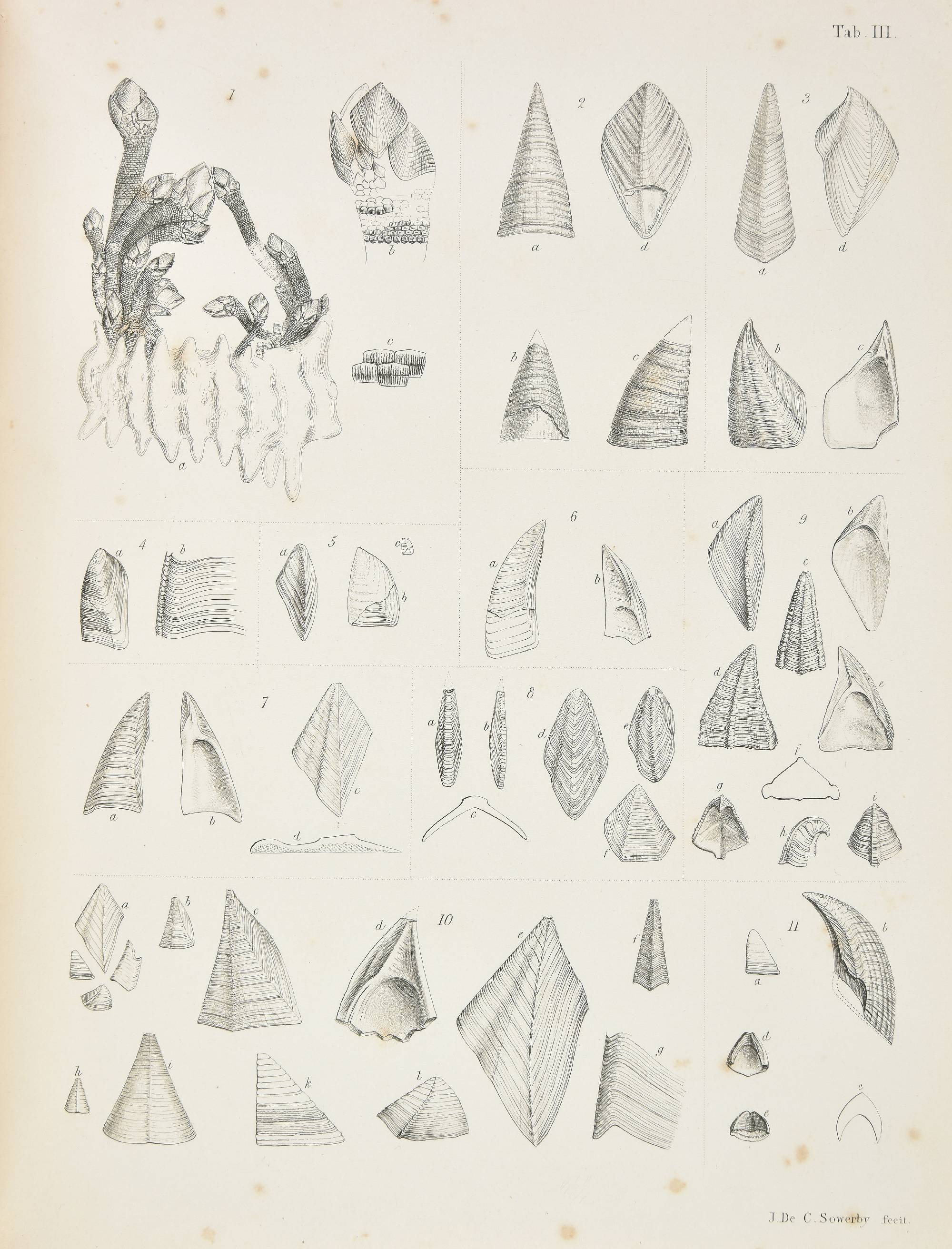 Lot 145 - Darwin (Charles).